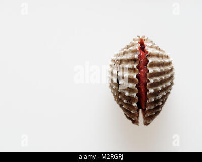 Raw cockle, ark shell, shot high angle view isolated on white ...