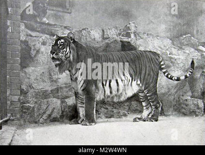 Panthera tigris virgata, Persian tiger Stock Photo: 66714933 - Alamy