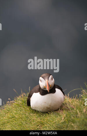 puffin, Fratercula arctica, Faeroese, individual Stock Photo - Alamy