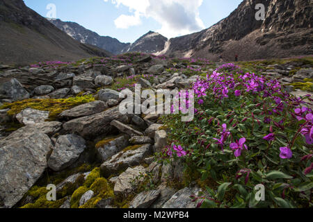 Wildflowers of Bremner Denali National Park Stock Photo - Alamy