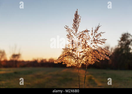 A soft picture of grass flowers at sunset in backligh with sun ...