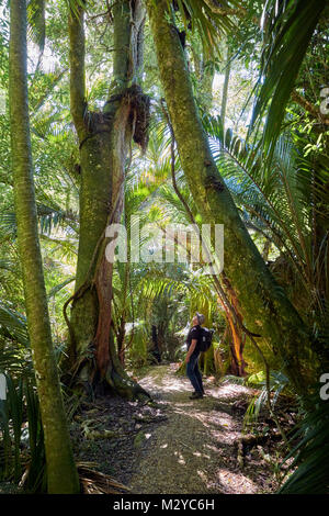 The Grove Scenic Reserve. Clifton, Nelson Tasman, New Zealand Stock ...