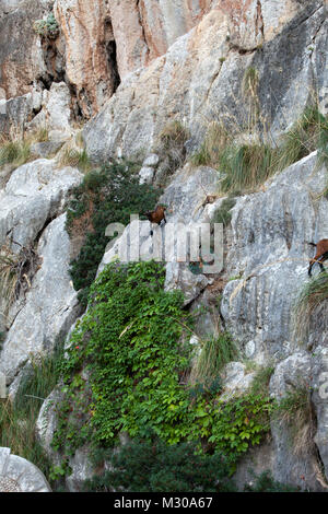the wild Mallorcan goat in the Boquer Valley, Majorca, Spain Stock ...