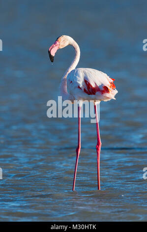 European Flamingo, Great Flamingo, Phoenicopterus roseus, in Flight ...