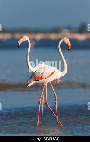 European Flamingo, Great Flamingo, Phoenicopterus roseus, Saintes ...