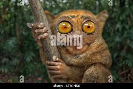 Philippines, Bohol Island, Tarsier monkey is one of the smallest ...