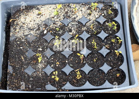 Murraya Koenigii curry seeds germinating in a seed tray Stock Photo - Alamy