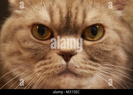 Angry fat cat Stock Photo - Alamy