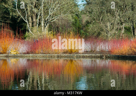 Vivid mixed dogwood/ willow. Cornus sanginea/ 'midwinter fire' . Salix ...