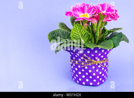 Flowering beautiful pink primrose on bright pastel background Stock ...