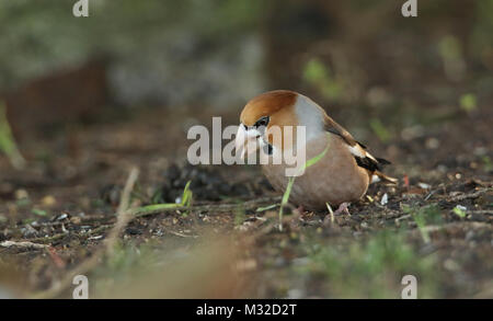 A stunning rare Hawfinch (Coccothraustes coccothraustes) feeding in the ...