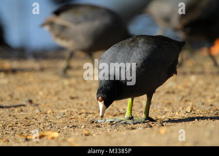 American Coot Portrait Stock Photo - Alamy