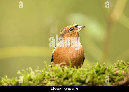 Green finch with blurred background Stock Photo - Alamy