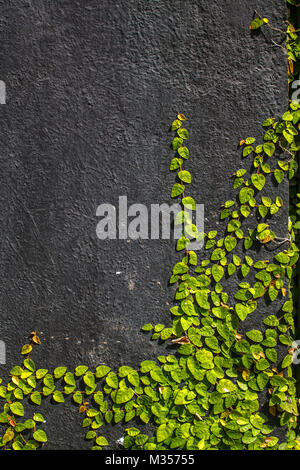 creeper plant wall, Mumbai, Maharashtra, India, Asia Stock Photo - Alamy