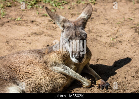 Close up of Buck Red Kangaroo Stock Photo - Alamy