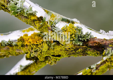 A frozen lichen close up in lapland, Finland Stock Photo - Alamy