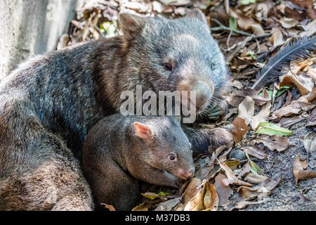 Female wombat with her baby joey, Queensland, Australia. Square image ...