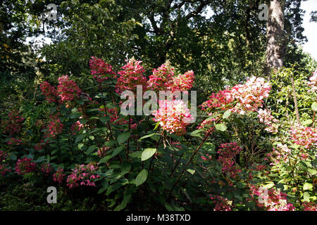 Hydrangea Paniculata 'Ruby' Stock Photo - Alamy