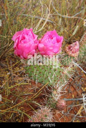 Close up of a Prickly Pear Cactus, Badlands, Drumheller, Alberta ...