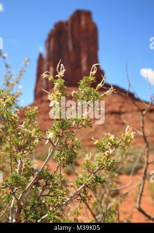 Close of of Cliffrose (Purshia) blossom Stock Photo - Alamy