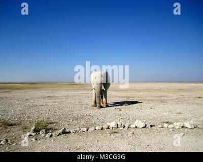 africa elephant savannah namibia proboscis africa elephant savannah ...