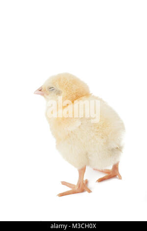 Easter chicken. Little orange chick walking among spring flowers and ...