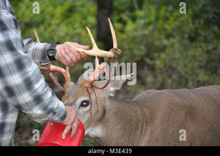 A whitetail deer buck shedding velvet from his antlers in late Stock ...