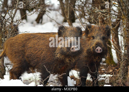 Wild boars, Sus scrofa, young wild boars, side view, standing Stock ...