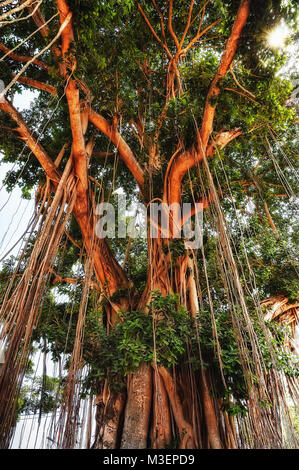 Green tropical landscapes in Java island, Indonesia Stock Photo - Alamy