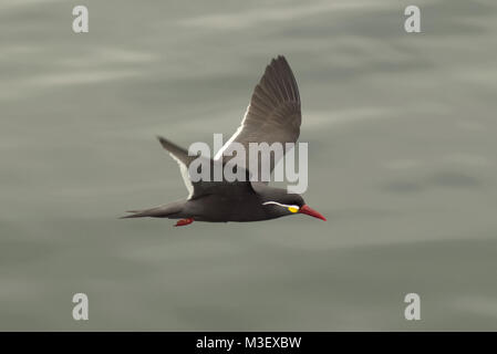 Zarcillo bird at Paracas City Port, Peru Stock Photo - Alamy