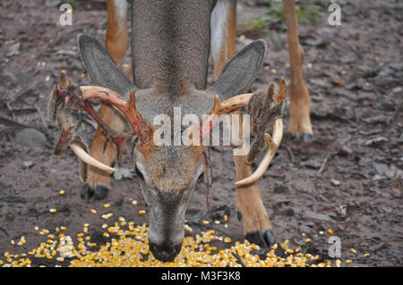 A whitetail deer buck shedding velvet from his antlers in late summer ...