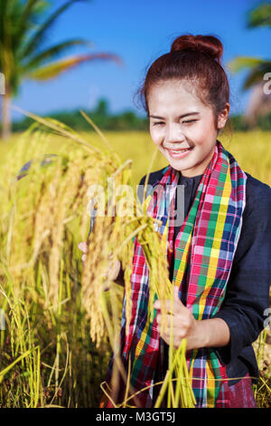 golden rice field and sky Stock Photo - Alamy