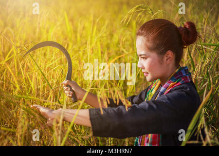 farmer woman using sickle to harvesting rice in field, Thailand Stock ...