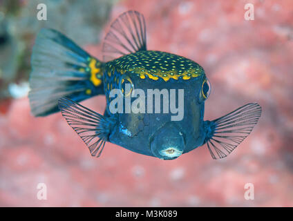 Spotted Boxfish ( Ostracion meleagris ) swimming over coral reef of ...