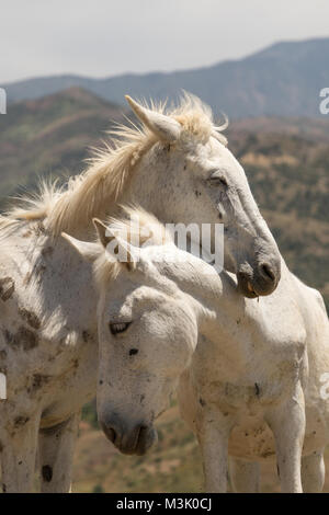 a cute couple with horses Stock Photo - Alamy