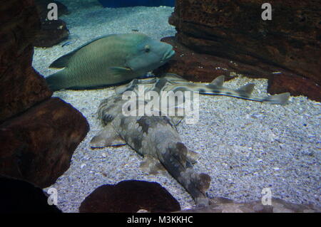Shark cuddle group Stock Photo - Alamy