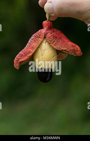 Ackee pod food still-life photograph, St. Thomas, Jamaica, West Indies ...