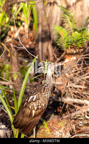 Limpkin wading bird Aramus guarauna in the Corkscrew Swamp Sanctuary of ...