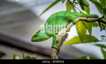 Close up of green tree leaves swaying in the wind. Action. Blurred ...