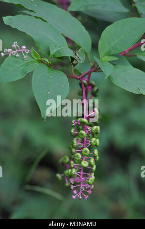 Polk Weed Plant Stock Photo - Alamy