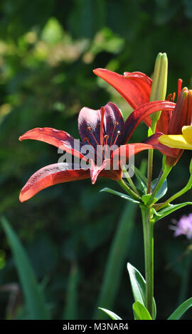 Red lilies in full bloom Stock Photo - Alamy
