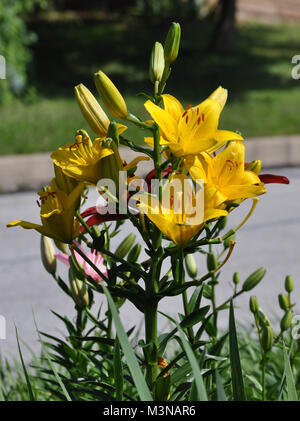 Asiatic lily flowers in bloom Stock Photo - Alamy