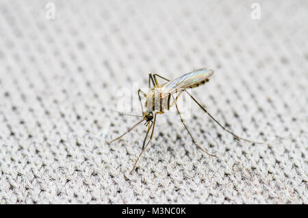 Yellow Fever, Malaria or Zika Virus Infected Mosquito Insect Macro ...