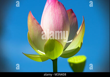 Scared Lotus Flowers in bloom Stock Photo - Alamy