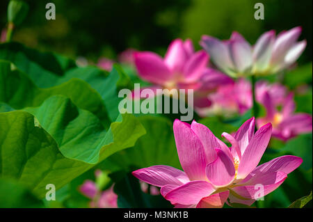 Scared Lotus Flowers in bloom Stock Photo - Alamy