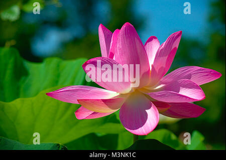 Scared Lotus Flowers in bloom Stock Photo - Alamy