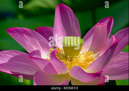 Scared Lotus Flowers in bloom Stock Photo - Alamy