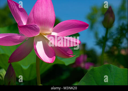 Scared Lotus Flowers in bloom Stock Photo - Alamy