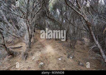 Dried trees deep in the forest with river fllowing Stock Photo - Alamy