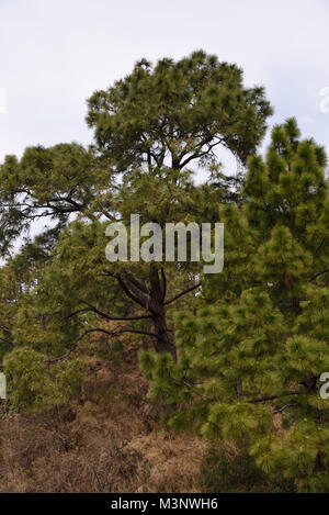 pine trees, dharampur, himachal pradesh, India, Asia Stock Photo - Alamy